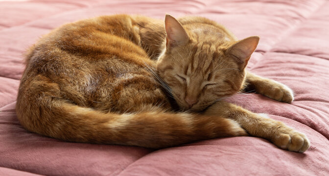 "Chat Roux" Images – Browse 281 Stock Photos, Vectors, and Video ...