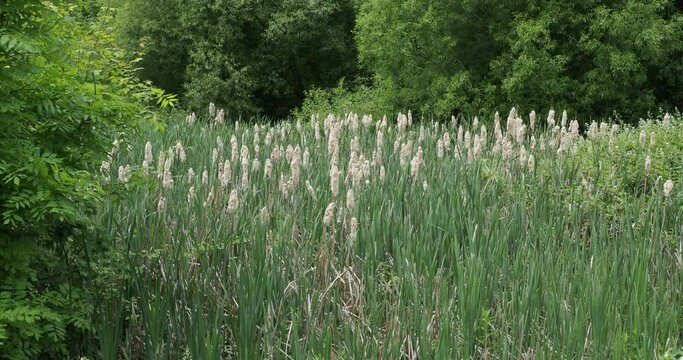 Spindle-Shaped Images – Browse 906 Stock Photos, Vectors, and Video ...