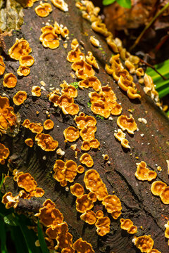 "Crust Fungus" Imagens – Procure 340 fotos, vetores e vídeos | Adobe Stock