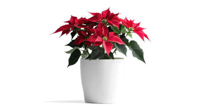 Julblommor bilder – Bläddra bland 293,622 stockfoton, vektorer och ...