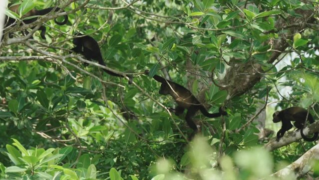 "Howler Monkey"-Bilder: Stock-Fotos & -Videos. | Adobe Stock
