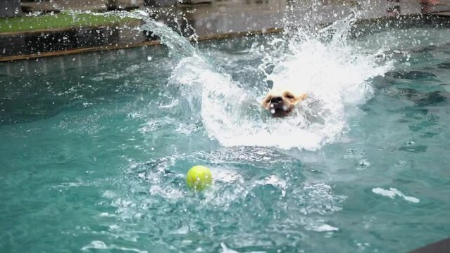 Pool Dog Images – Browse 60,854 Stock Photos, Vectors, and Video ...