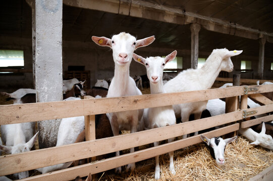 Imágenes de "Ganado Caprino": descubre bancos de fotos, ilustraciones ...