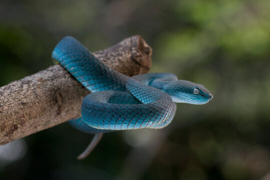 "Trimeresurus Insularis" Images – Browse 1,414 Stock Photos, Vectors ...
