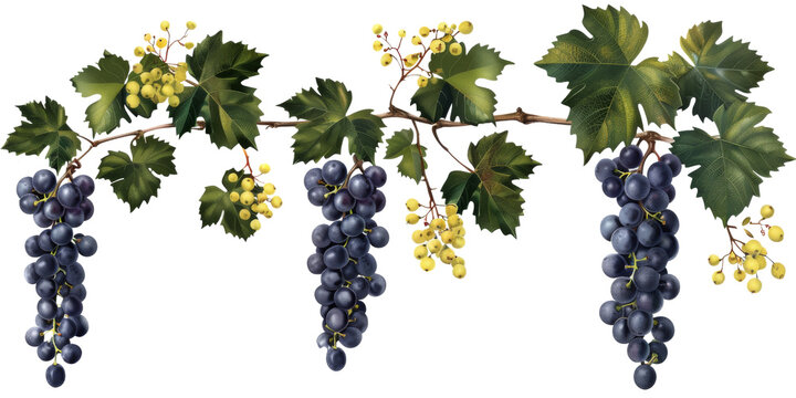 Grapevine Images – Browse 2,311,095 Stock Photos, Vectors, and Video ...