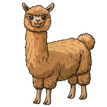Alpaca Clip Art