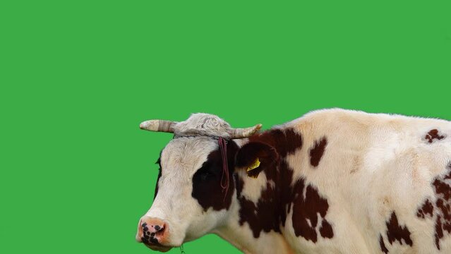 "Cow Farm" Images – Browse 3,517 Stock Photos, Vectors, and Video ...