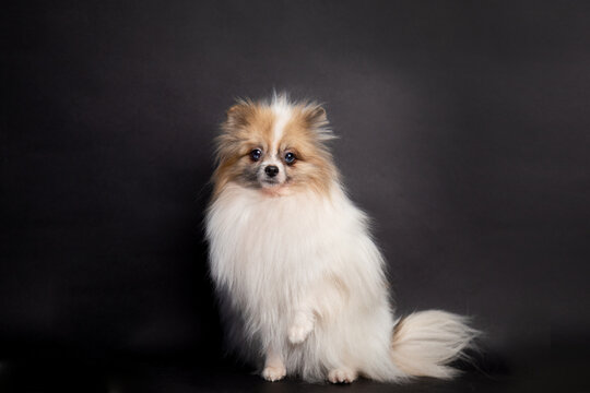 Imágenes de "German Spitz": descubre bancos de fotos, ilustraciones ...
