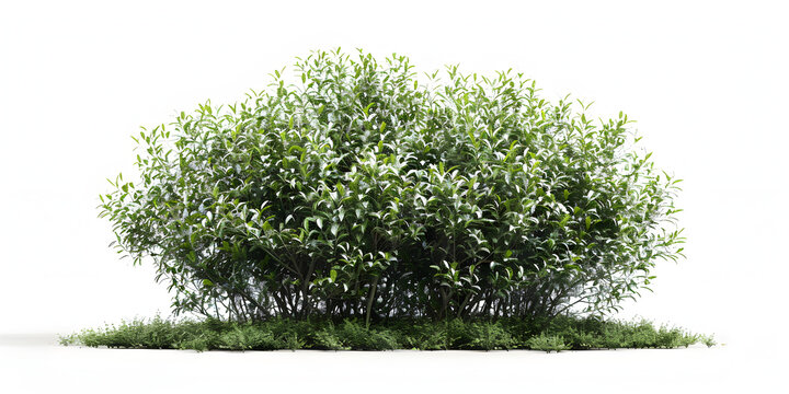 "Single Bush" Images – Browse 14 Stock Photos, Vectors, and Video ...
