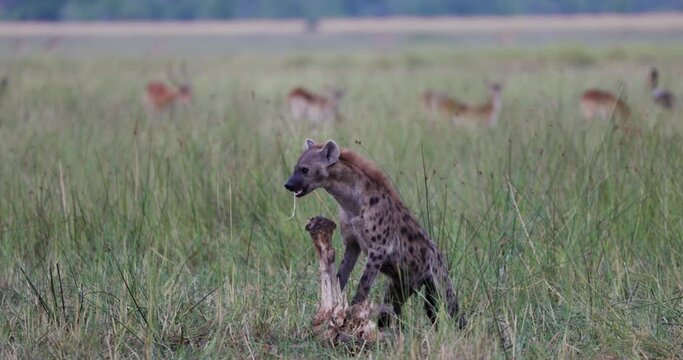 "Animal Carcass" Bilder – Durchsuchen 93,976 Archivfotos ...