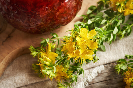 「Hypericum」の写真素材 | 13,246件の無料イラスト画像 | Adobe Stock