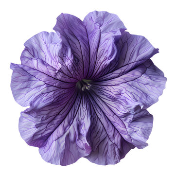 "Transparent Flower" Images – Browse 2,460 Stock Photos, Vectors, and ...