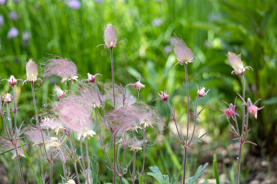 "Prairie Smoke" Images – Browse 588 Stock Photos, Vectors, and Video ...