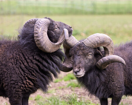 "Head To Head" Images – Browse 3,031 Stock Photos, Vectors, and Video ...