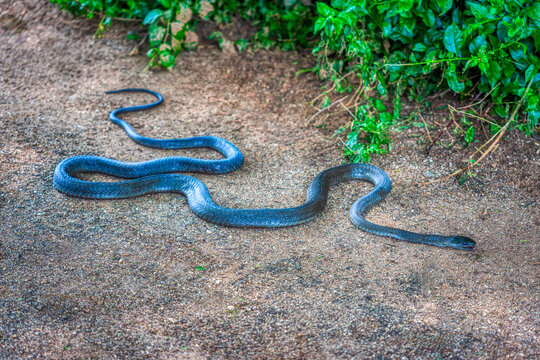 รูปภาพMamba – เลือกดูภาพถ่ายสต็อก เวกเตอร์ และวิดีโอ13,205 | Adobe Stock