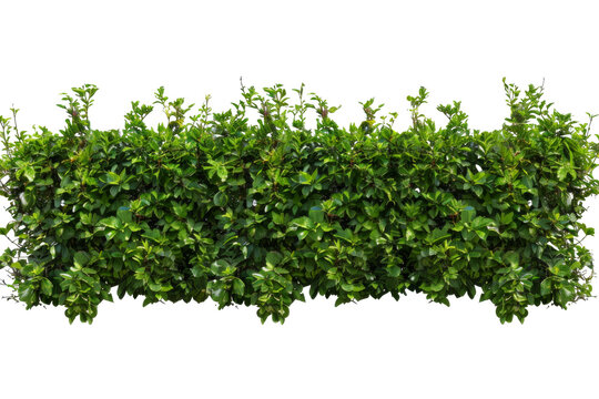 Plant No Background Images – Browse 136,564 Stock Photos, Vectors, and ...