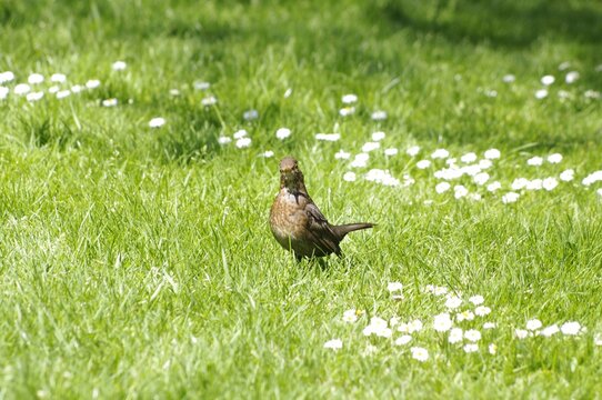"Martlet - Images et vidéos libres de droits | Adobe Stock