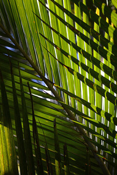 "Nikau Palm" Images – Browse 430 Stock Photos, Vectors, and Video ...