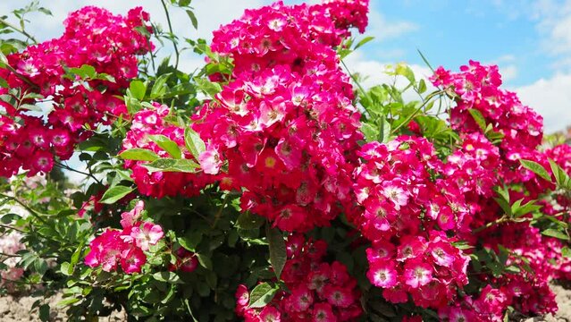 "Double Rose" Images – Browse 235 Stock Photos, Vectors, and Video ...