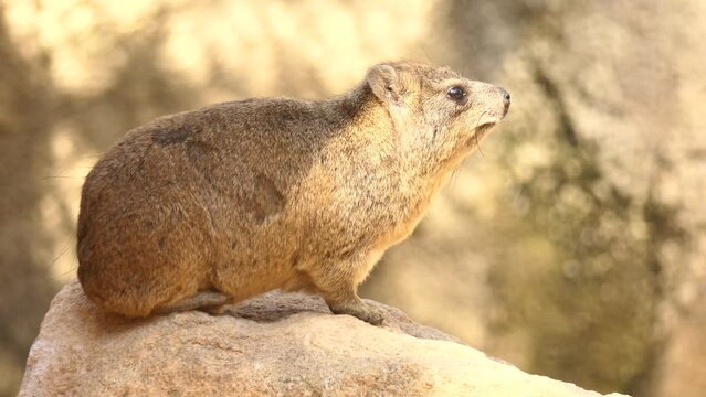 "Rock Rabbit" Images – Browse 14,265 Stock Photos, Vectors, and Video ...