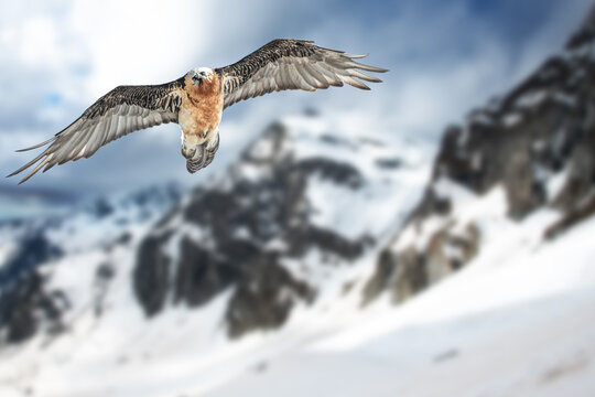 "Bearded Vulture" Images – Browse 5,466 Stock Photos, Vectors, and ...