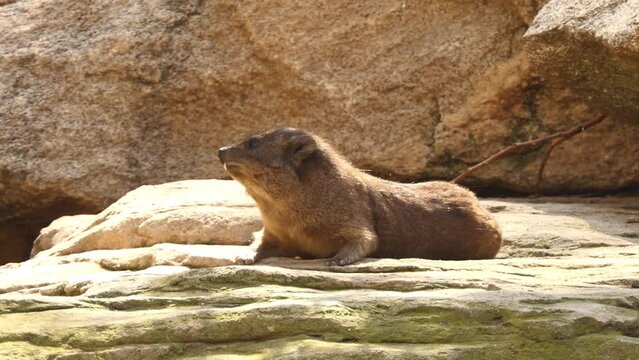 "Rock Rabbit" Images – Browse 14,265 Stock Photos, Vectors, and Video ...