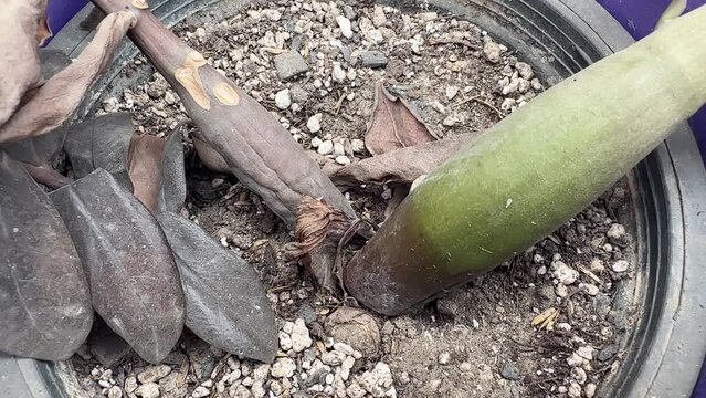 "Withered Plant" - Images et vidéos libres de droits | Adobe Stock