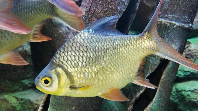 Goldfin Images – Browse 48 Stock Photos, Vectors, and Video | Adobe Stock