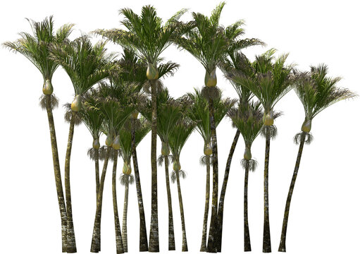 "Nikau Palm" Images – Browse 360 Stock Photos, Vectors, and Video ...
