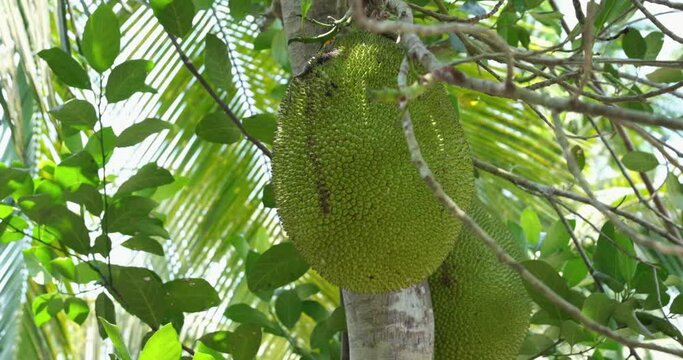 Nangka Images – Browse 574 Stock Photos, Vectors, and Video | Adobe Stock