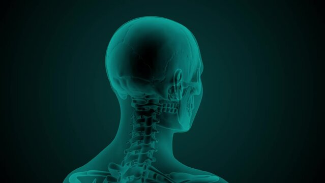 Skull 3D Images – Browse 247,537 Stock Photos, Vectors, and Video ...