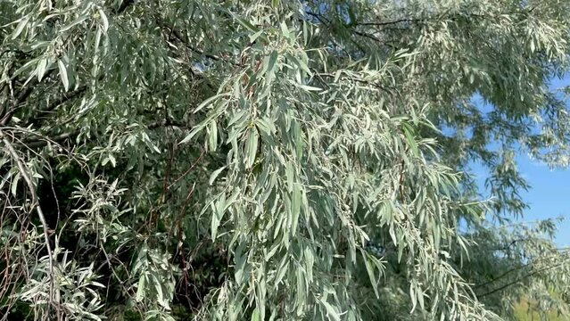 "Wild Olive" Images – Browse 1,907 Stock Photos, Vectors, and Video ...