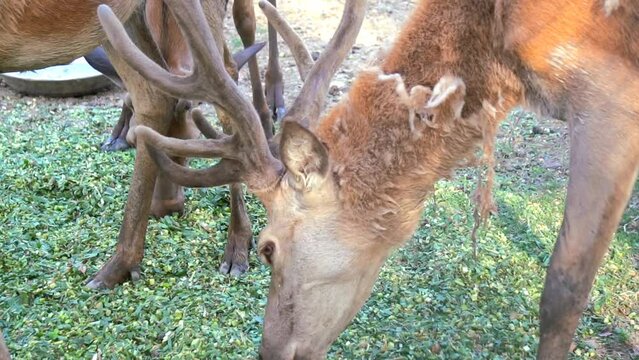 "Parc Omega"-Bilder: Stock-Fotos & -Videos. | Adobe Stock