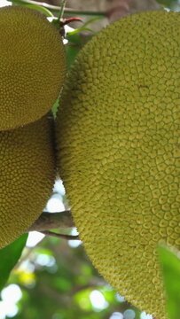 Nangka Images – Browse 574 Stock Photos, Vectors, and Video | Adobe Stock