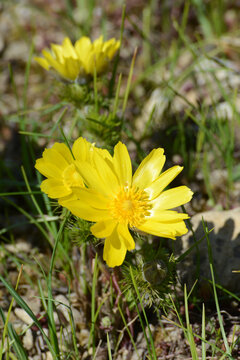 "Adonis Vernalis" Images – Browse 1,484 Stock Photos, Vectors, and ...