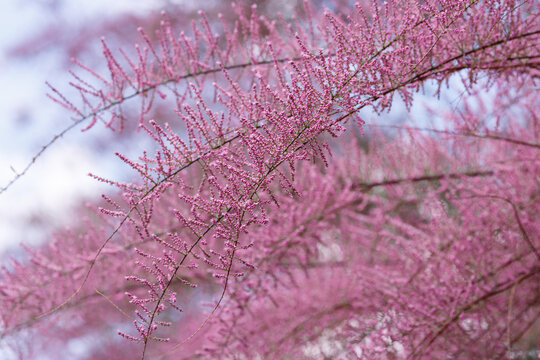 รูปภาพTamaricaceae – เลือกดูภาพถ่ายสต็อก เวกเตอร์ และวิดีโอ570 | Adobe ...