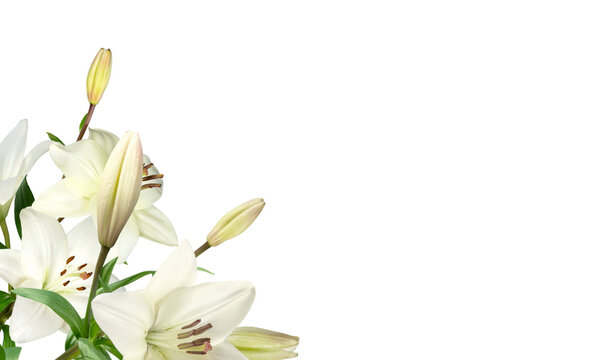 White Lily Border Images – Browse 48,786 Stock Photos, Vectors, and ...