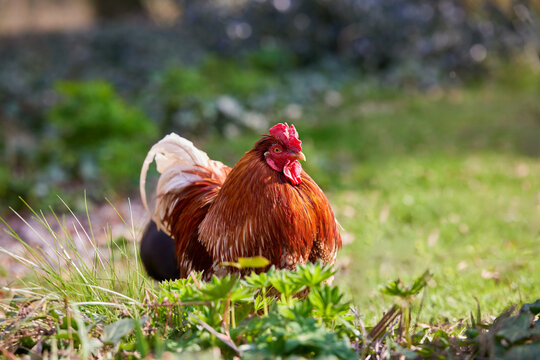 "Red Rooster" Images – Browse 4,413 Stock Photos, Vectors, and Video ...
