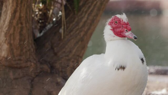 Caruncles Images – Browse 1,087 Stock Photos, Vectors, and Video ...