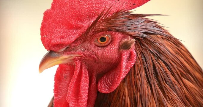 "Sharp Beak" Images – Browse 1,888 Stock Photos, Vectors, and Video ...