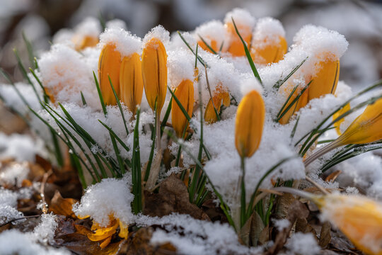 "Yellow Crocus" Images – Browse 8,704 Stock Photos, Vectors, and Video ...