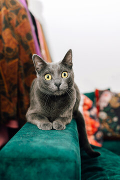 "Gray Cat" Images – Browse 8,203 Stock Photos, Vectors, and Video ...