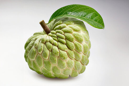 "Custard Apple Tree" Images – Browse 21,971 Stock Photos, Vectors, and ...