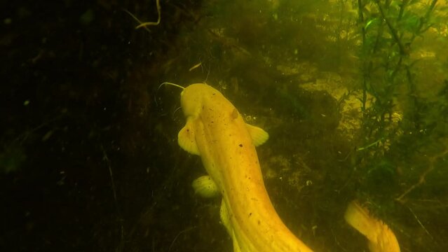 "Wels Catfish" Imagens – Procure 2,346 fotos, vetores e vídeos | Adobe ...
