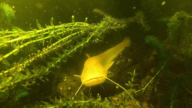 "Wels Catfish" Imagens – Procure 2,346 fotos, vetores e vídeos | Adobe ...