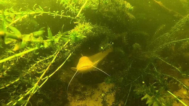 "Mekong Giant Catfish" Images – Browse 683 Stock Photos, Vectors, and ...