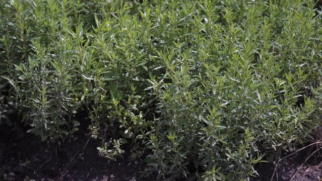 "Summer Savory" Images – Browse 674 Stock Photos, Vectors, and Video ...