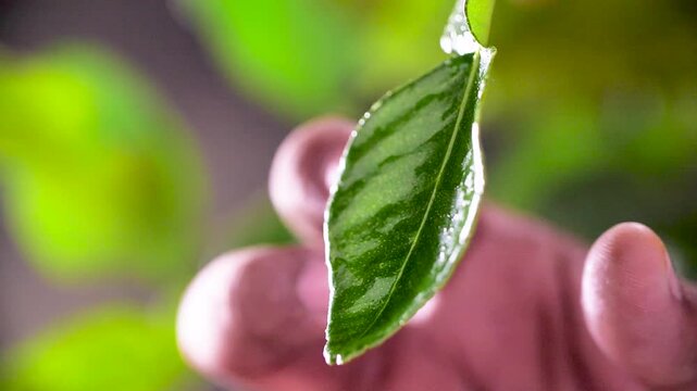 "Citrus Hystrix" - Images et vidéos libres de droits | Adobe Stock