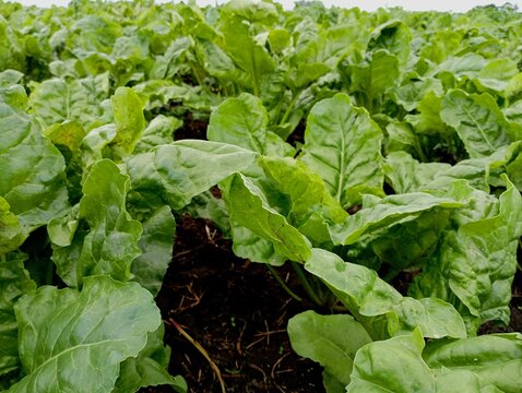 "Fodder Beet" Images – Browse 644 Stock Photos, Vectors, and Video ...