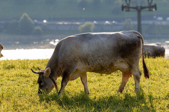 "Cow Grazing" Images – Browse 1,227 Stock Photos, Vectors, and Video ...